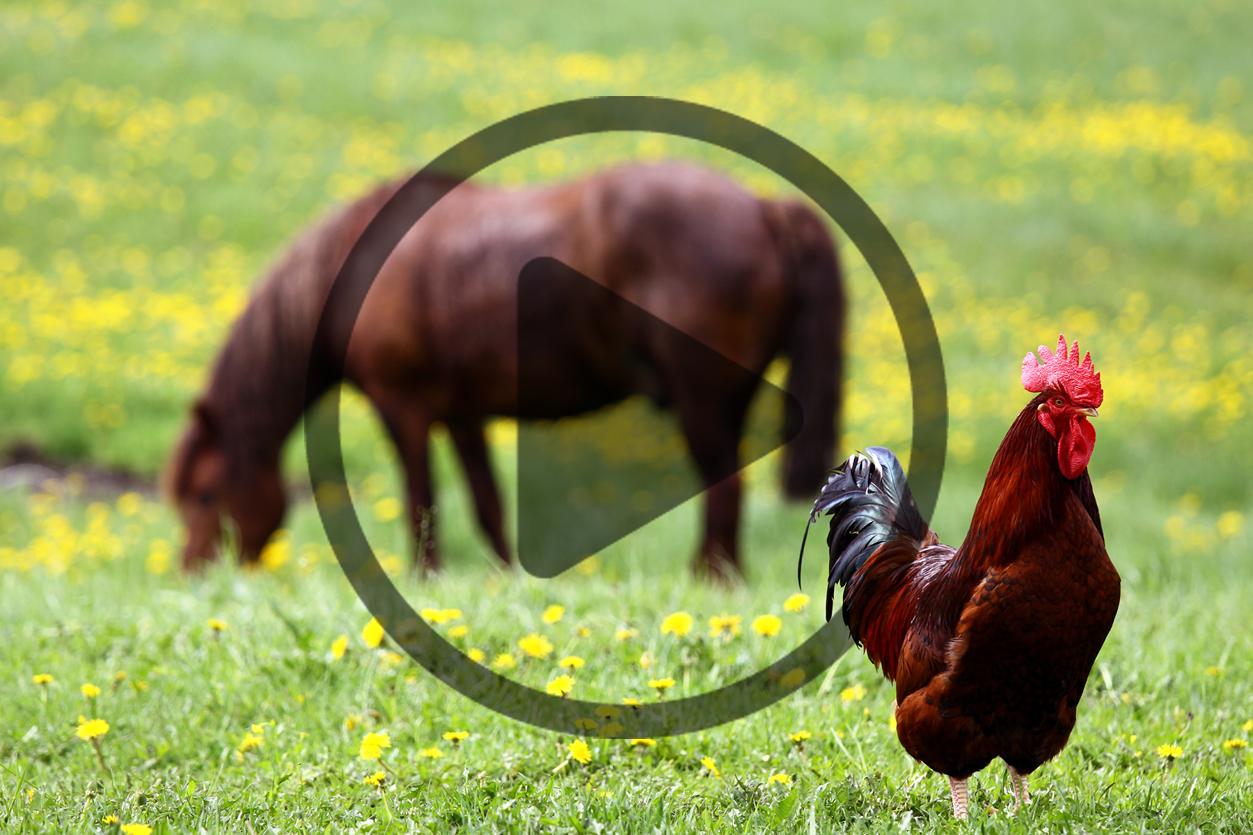 Chicken Combs Problems And Care Mother Earth News